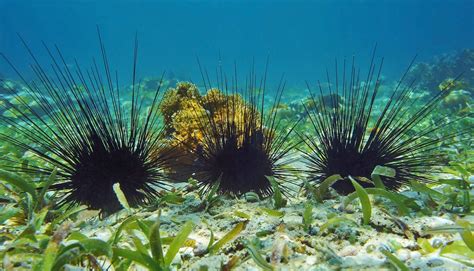 Coral Reef Sea Urchin