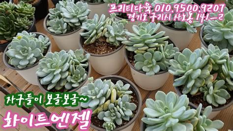 오늘은 프리티데이 💕 프리티다육에서 예쁜 다육이들 만나요 프리티다육 01095009207 Youtube