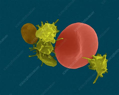 Activated And Non Activated Platelets Sem Stock Image C0320641