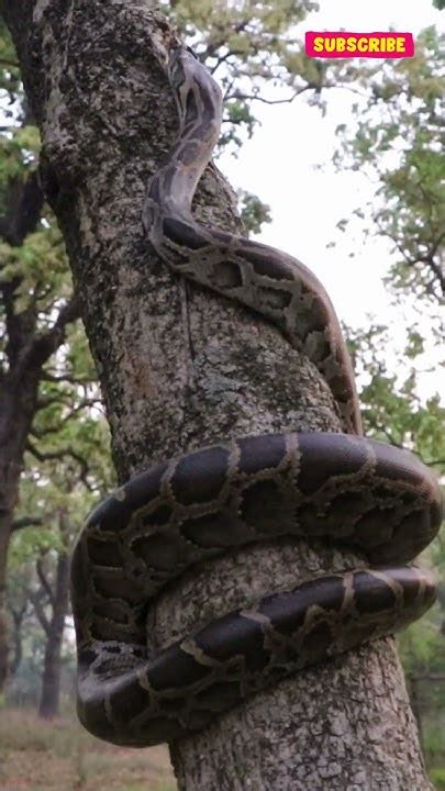 Burmese Python Climbing The Big Tree Trending Youtubeshorts Viralvideo Nepal Wildlife