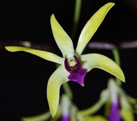 Dendrobium Pixie Princess Am Aos Orchidaceae Orchids Orchid Plants