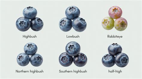Blueberry Variety Comparison Chart Simple Honest Guide