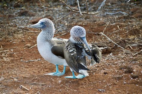 Tortoise Evolution Splendid Galapagos