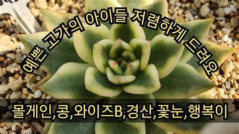10월 12일 예쁘고 고가의 금아이들 번식해서 저렴하게 드려요 구경해보세요~ 다육 다육식물 다육이 다육이키우기 다육이금 금다육 금다육이 몰게인금 Youtube