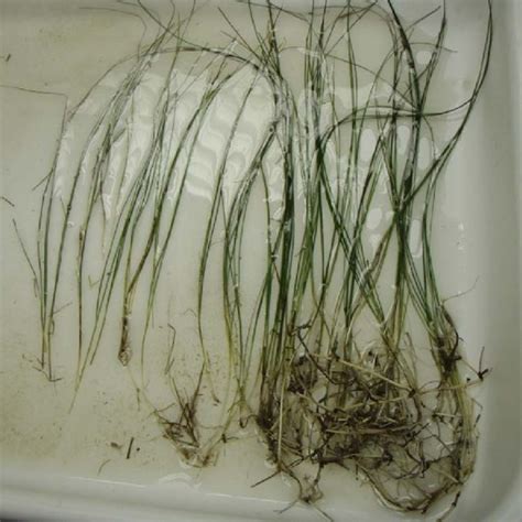 Quadrat For Determination Of Seagrass Percent Coverage By Species