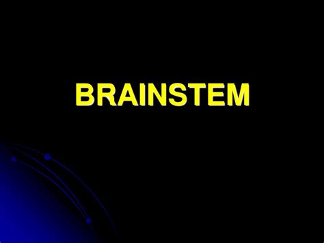 Ppt Brainstem Powerpoint Presentation Free Download Id438329