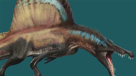 Spinosaurus Exhibit Debuts At Field Museum Featuring Largest Meat