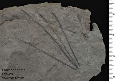 Carboniferous Fossil Fern Identification