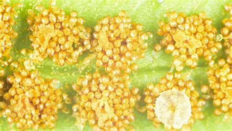 Fern Spore Release Time Lapse Stock Footage Video 100 Royalty Free