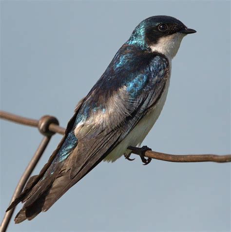 Tree Swallow San Diego Bird Spot Tree Swallow San Diego Bird Spot