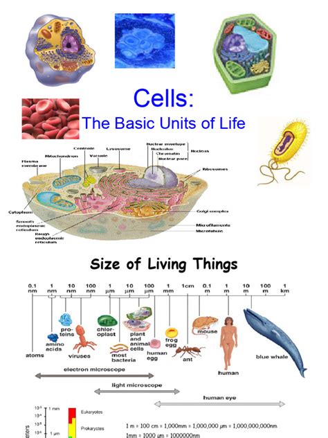 Lesson Cell Structure Pdf