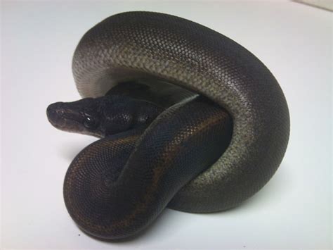 Morph List World Of Ball Pythons