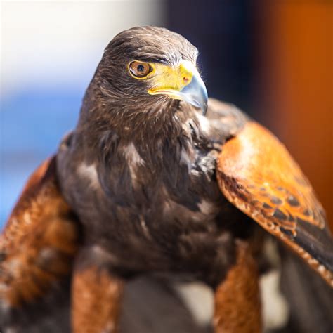 Taylor This Is A Photo Of Taylor The Hawk I Made A Series Flickr