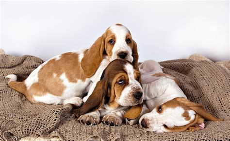 European Vs American Basset Hound The Main Differences With Pictures