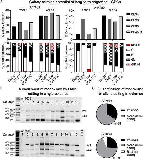 Efficient Long Term Multilineage Engraftment Of Cd33 Edited