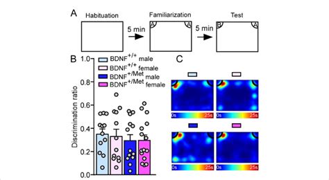 Diminished Activity Dependent Bdnf Signaling Does Not Affect Object
