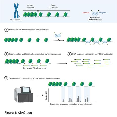 Seqwell Tagmentation Blog Why Does Chronic Inflammation Lead To Cancer