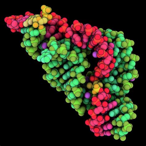 Hammerhead Ribozyme Molecule 3 By Science Photo Library