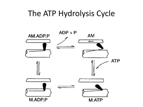 Ppt Neuronal Cytoskeleton Structure And Function Powerpoint Presentation Id 663334