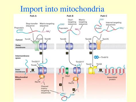 Ppt Lecture 6 Import To Mitochondria Chloroplasts Peroxisomes And