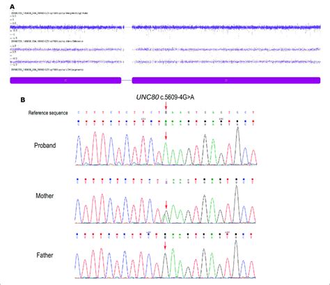 A Single Nucleotide Polymorphism Microarray Snp Array Affymetrix