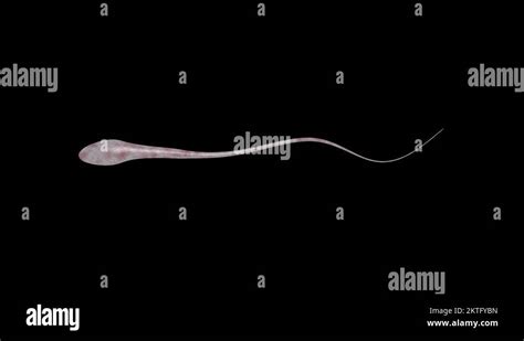 Microscopic Visualization Of A Sperm Cell Stock Video Footage Alamy
