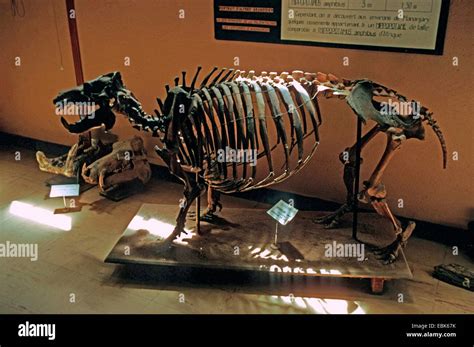 Hippopotamus Hippopotamus Spec Subfossil Skeleton In A Museum