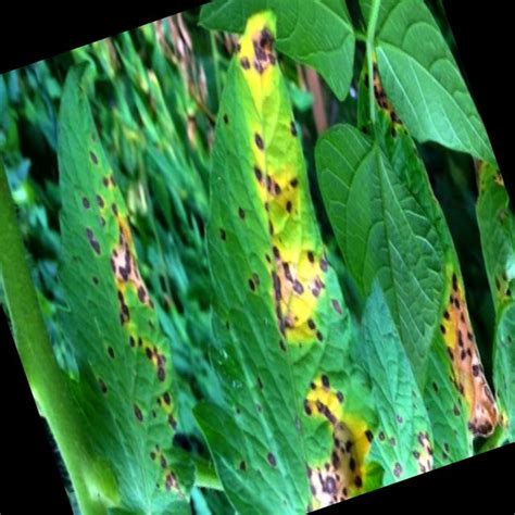 Tomato Leaf Disease Object Detection Dataset V3 2023 02 27 11 45am By Universitas Atma Jaya