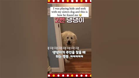 주인과 같이 노는 사랑스러운 강아지들shorts Youtube