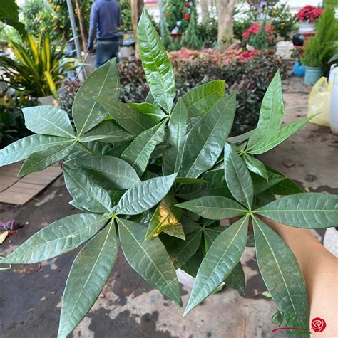 Cây Kim Ngân Thủy Sinh