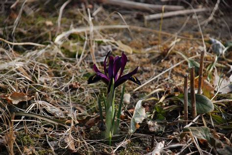 A Garden Diary Iris Reticulata