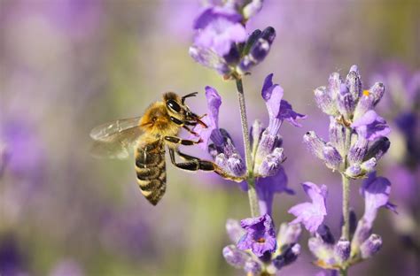 Honey Bees On Flowers
