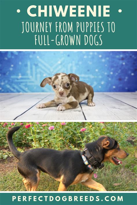 How Big Do Chiweenies Grow