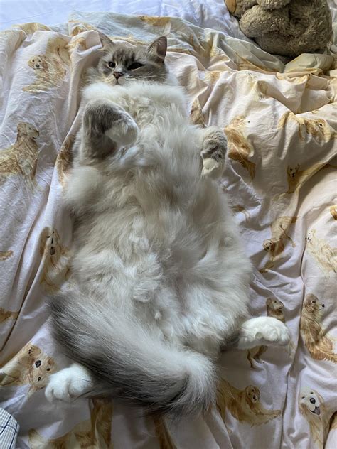 Floof Scrolller