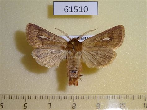 Noctuidae Cerapteryx Megala Kazakhstan Fareastinsects