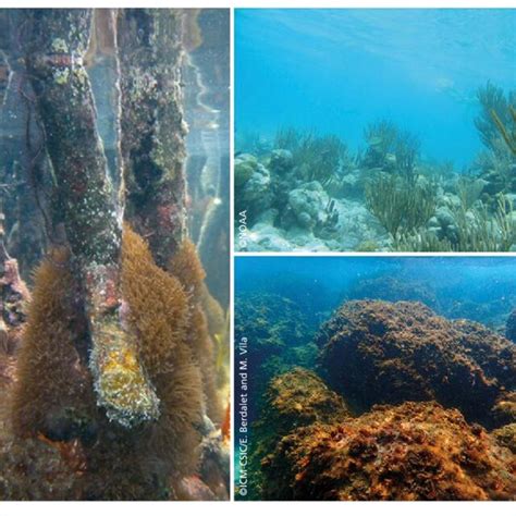 1 Complex Benthic Habitats Of A Mangrove Roots B Tropical Reefs