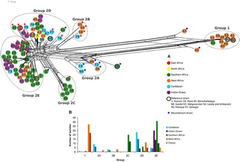 A Split Decomposition Network Of 97 E Ruminantium Genotypes Obtained Download Scientific