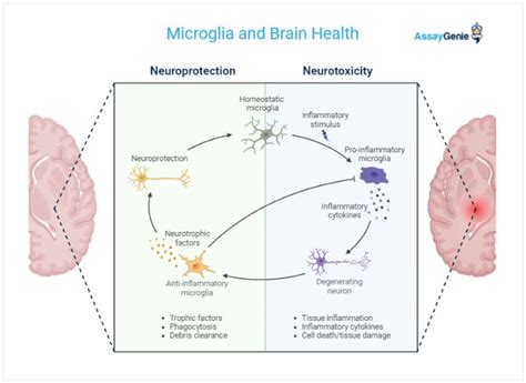 Microglial Cells Brain