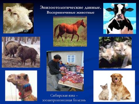 Сибирская язва сельскохозяйственных животных презентация онлайн