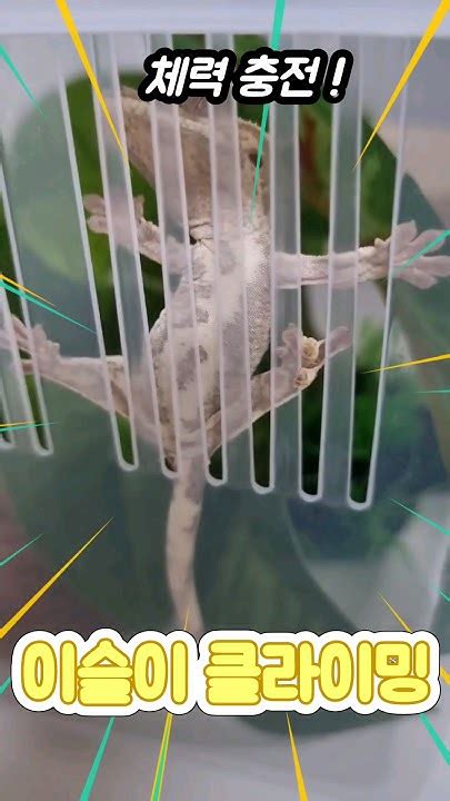 이슬이 클하이밍 릴리화이트 크레스티드게코 귀여운 도마뱀 Reptiles Youtube