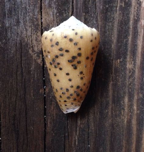 Hawaiian Flea Cone Shell By Hawaiianseashellco On Etsy