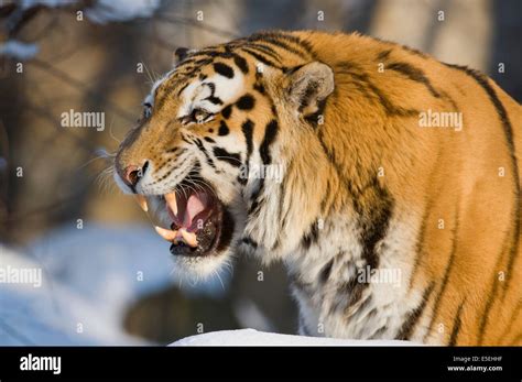 Tiger Teeth Banque Dimage Et Photos Alamy