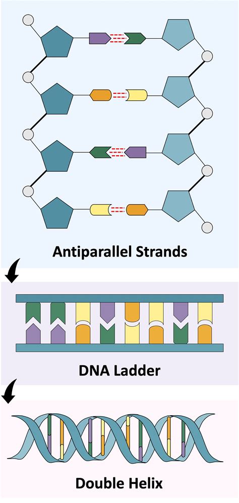 Dna Structure