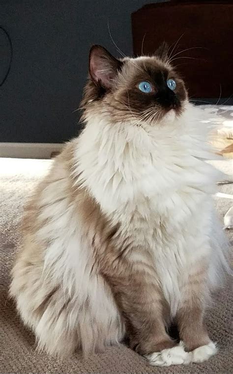 Ragdoll Cat Fluffy Feline With Blue Eyes