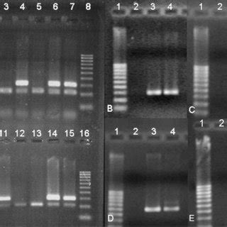 Embryo Sex Determination And ES Like Colonies Gene Expression A Download Scientific Diagram