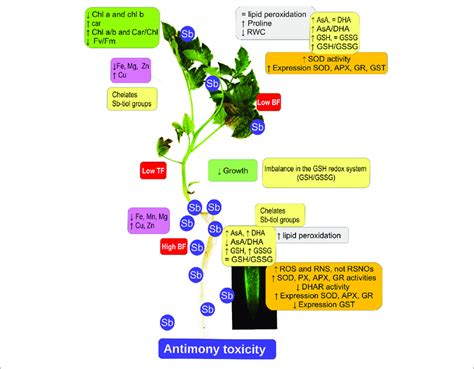 Model Showing The Effect Of Antimony Toxicity On Tomato Roots And Download Scientific Diagram