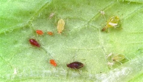 Insecticide Resistance In Aphids And Virus Management In Potatoes Ahdb