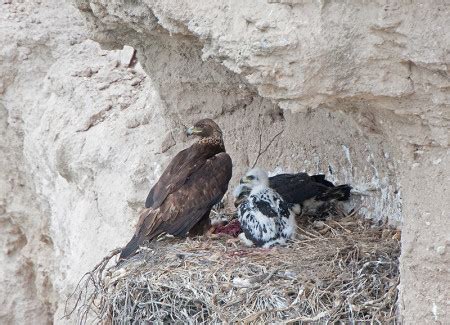 Golden Eagle Nests American Eagle Foundation