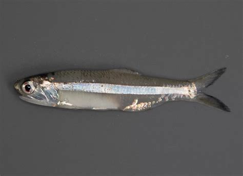 Anchoa Hepsetus Whats My Bait