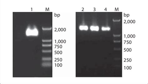 The Results Of Purified Armored Rna By Cscl Gradient Centrifugation 1 Download Scientific